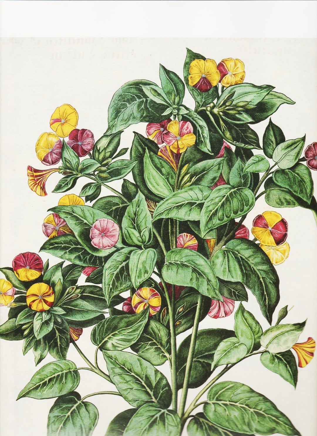 Flower Illustration Plant Wall Art for Vintage Floral Decor "four O ...