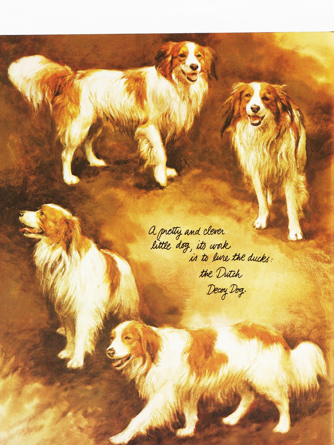 Dog Art Print Vintage Dog Wall Art for Canine Wall Decor "dutch Decoy ...