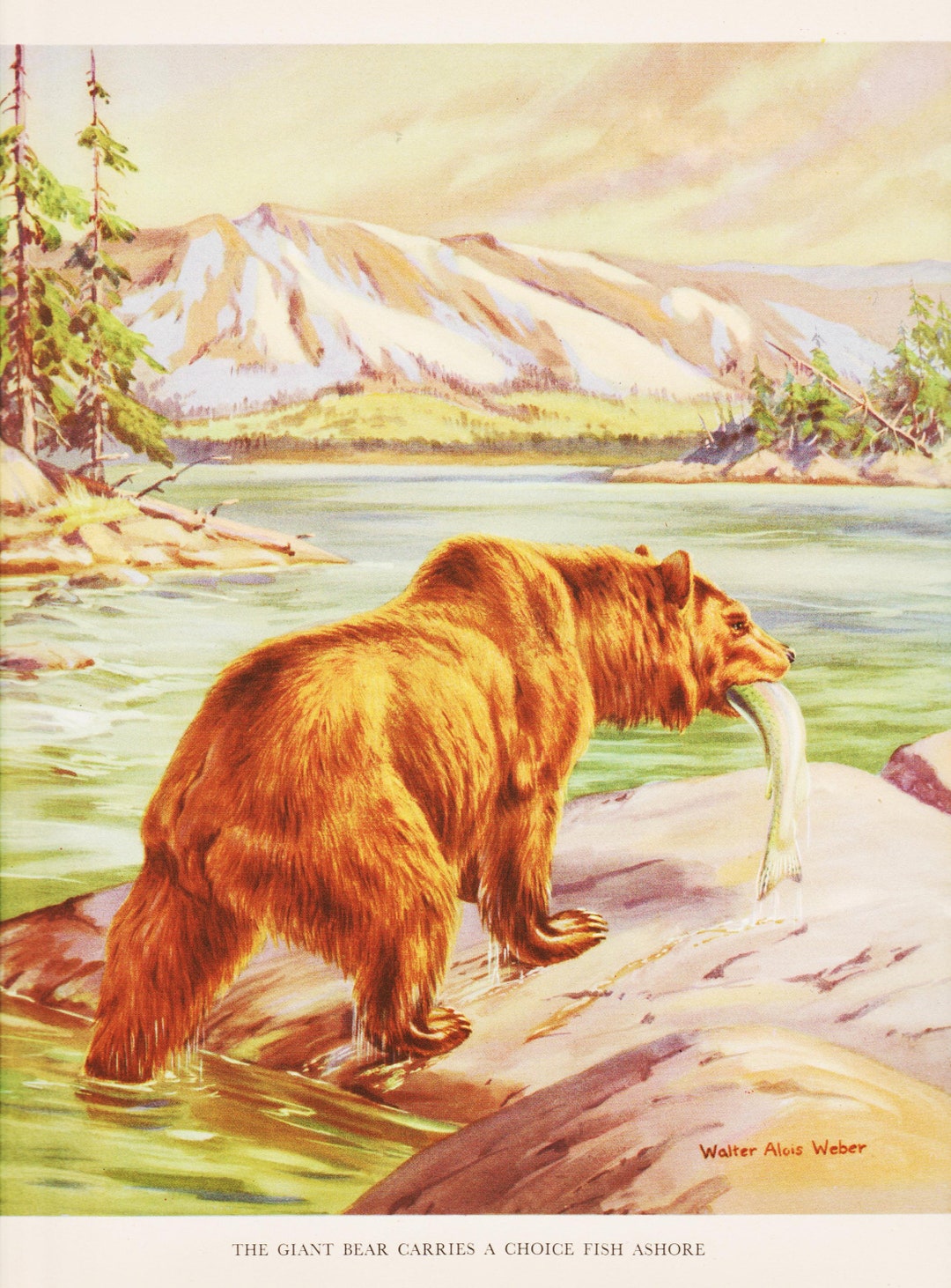 Wild Animal Print Nature Habitat Art for Kids Room Decor "brown Bear ...