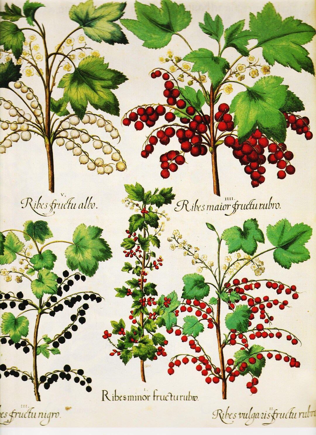 Currant Shrub Vintage Plant Print for Kitchen Wall Art Botany Art Print ...