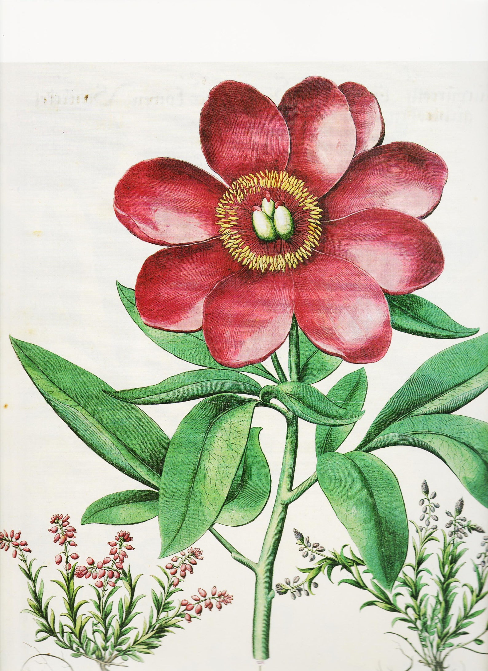 Antique Botany Print Flower Wall Art Plant Illustration - Etsy