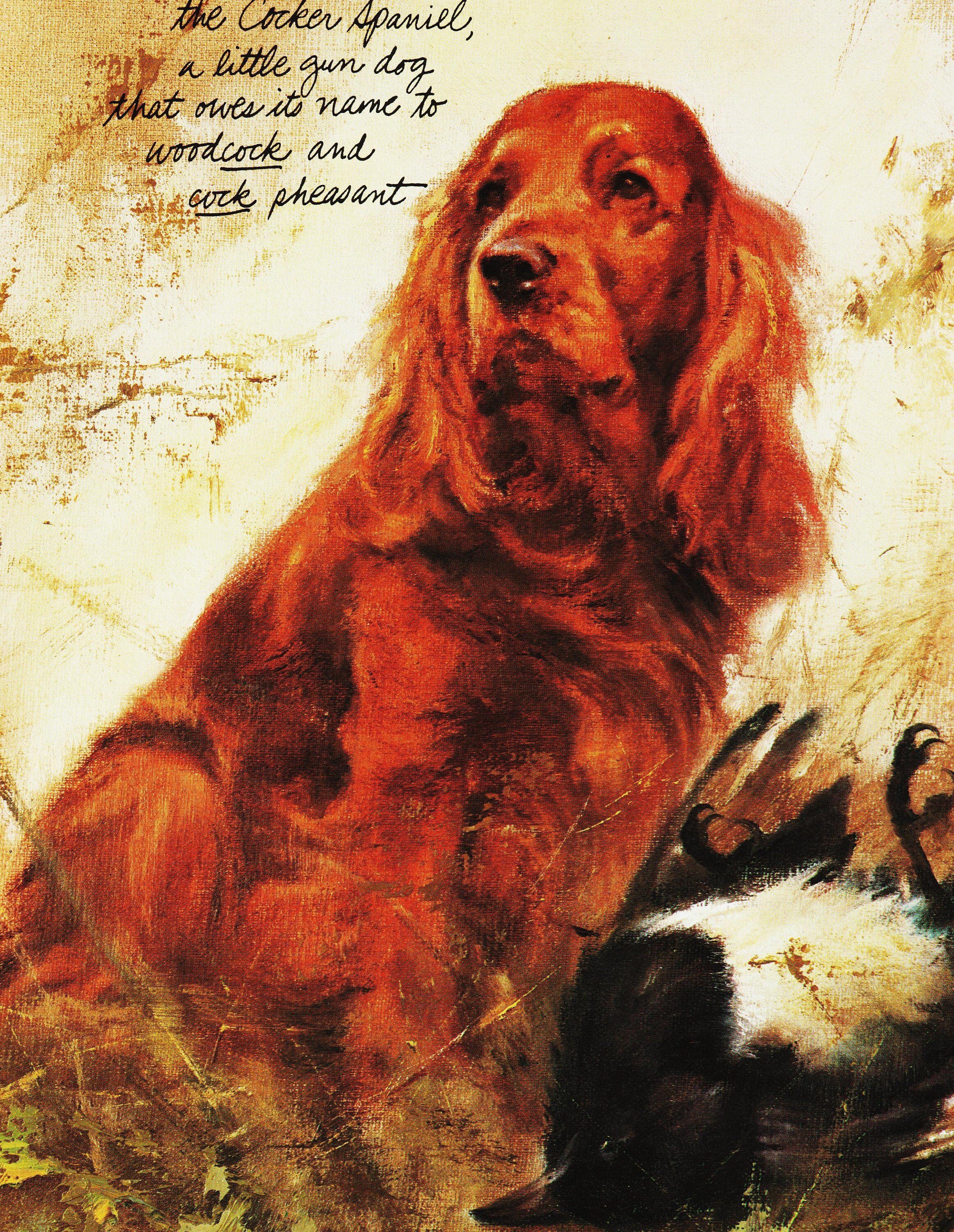 Cocker Spaniel Vintage Dog Print for Dog Wall Art, Canine Breeds ...