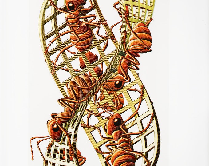 Escher Relativity Insect Art Print of Escher Drawing red Ants Optical ...