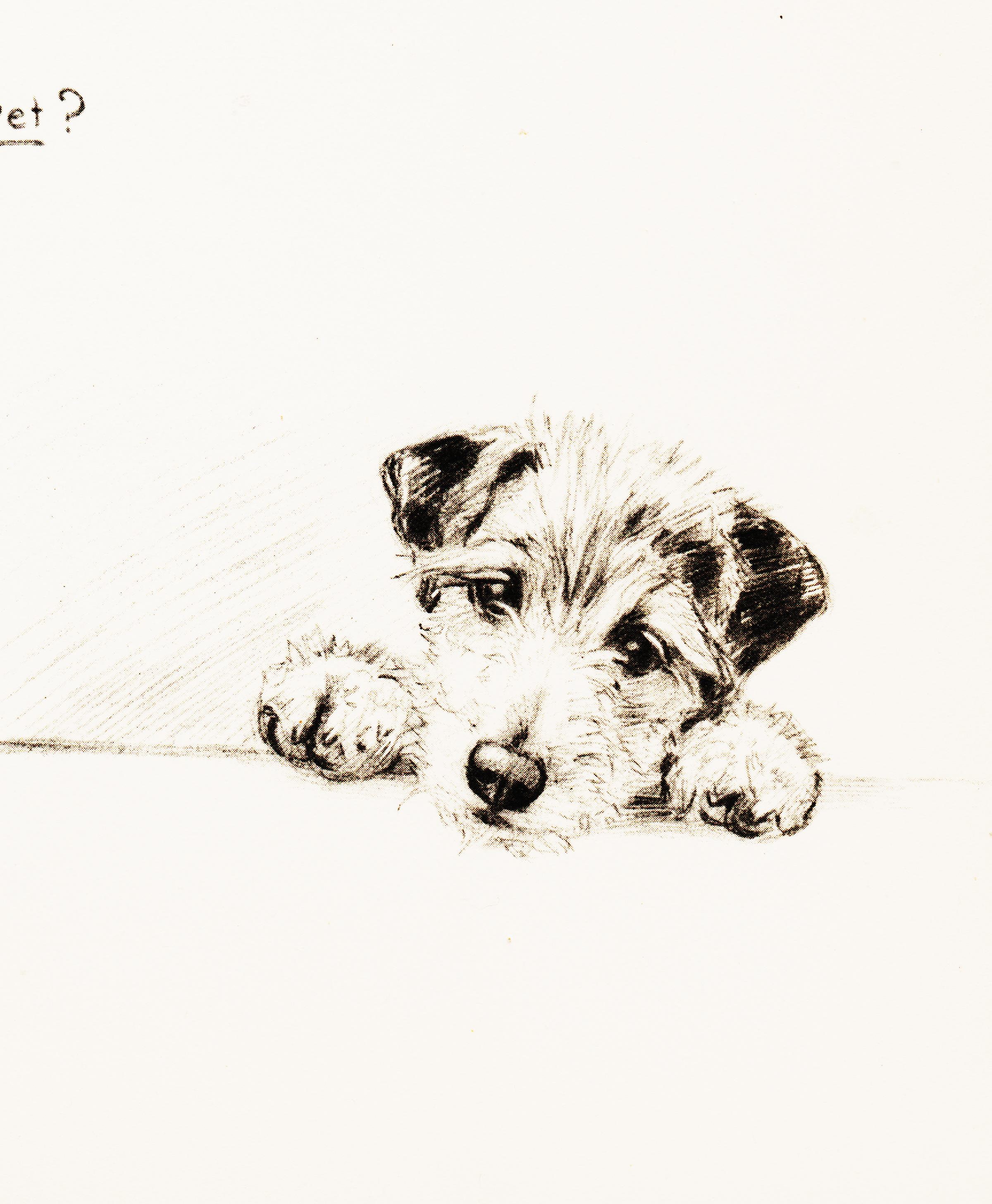 Vintage Dog Drawings