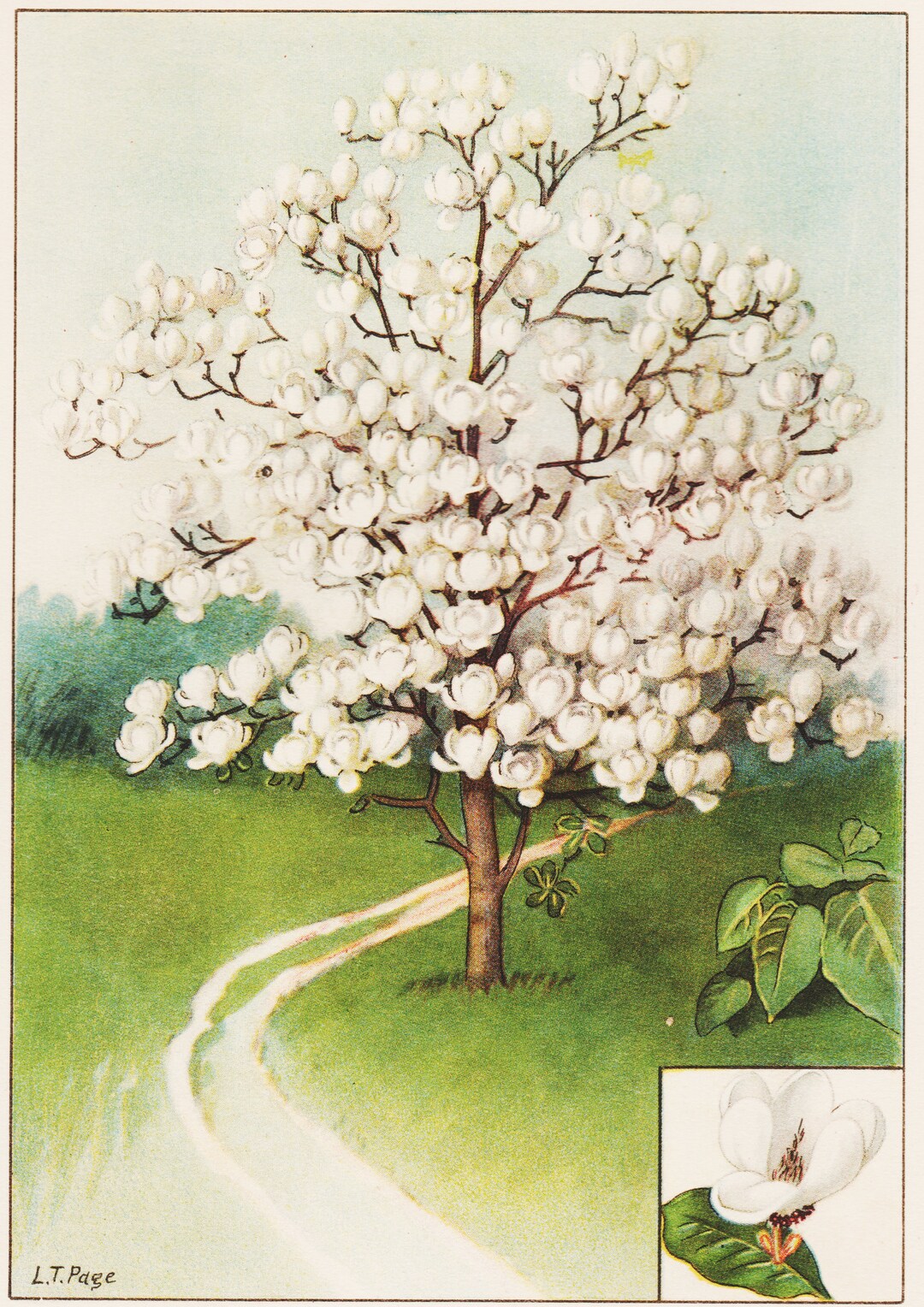 Magnolia Tree Print Nature Wall Art for Plant Lover Gift, Vintage ...