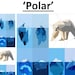 Artic FPP Pattern (polar Bear and Icebergs) - Etsy