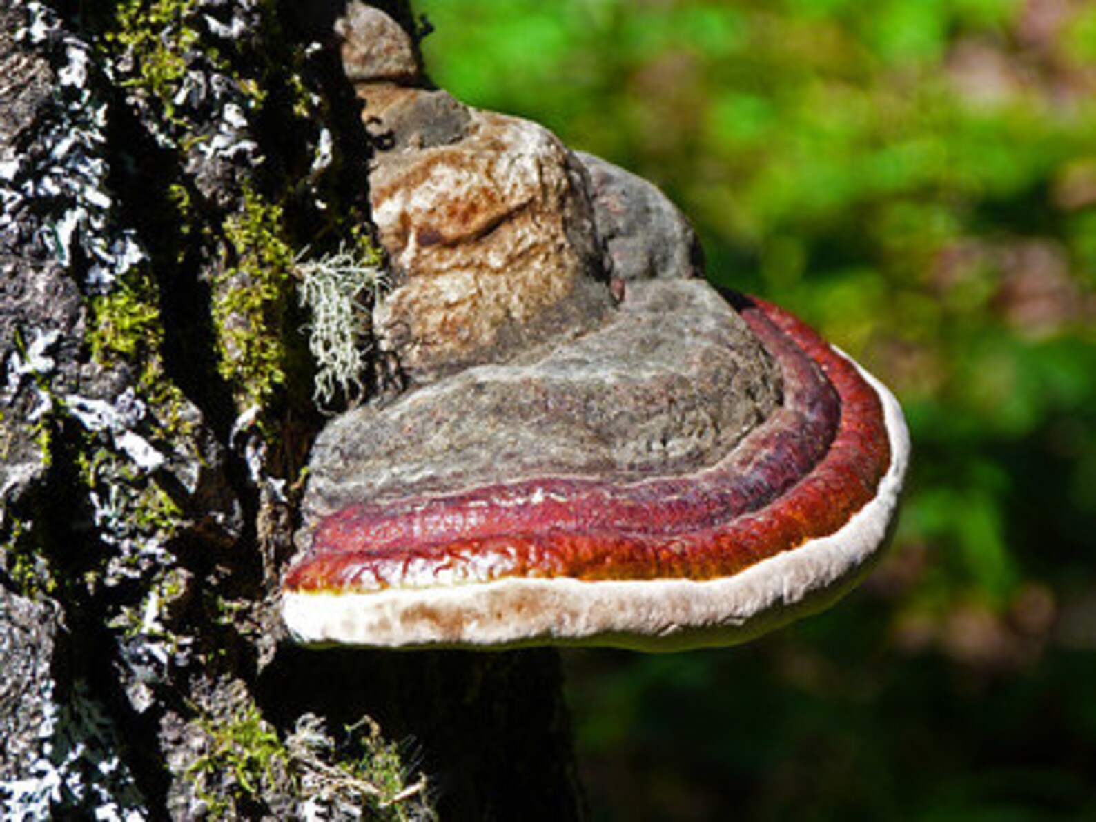 Red Belted Polypore Medicinal Mushroom Tincture Fomitopsis | Etsy