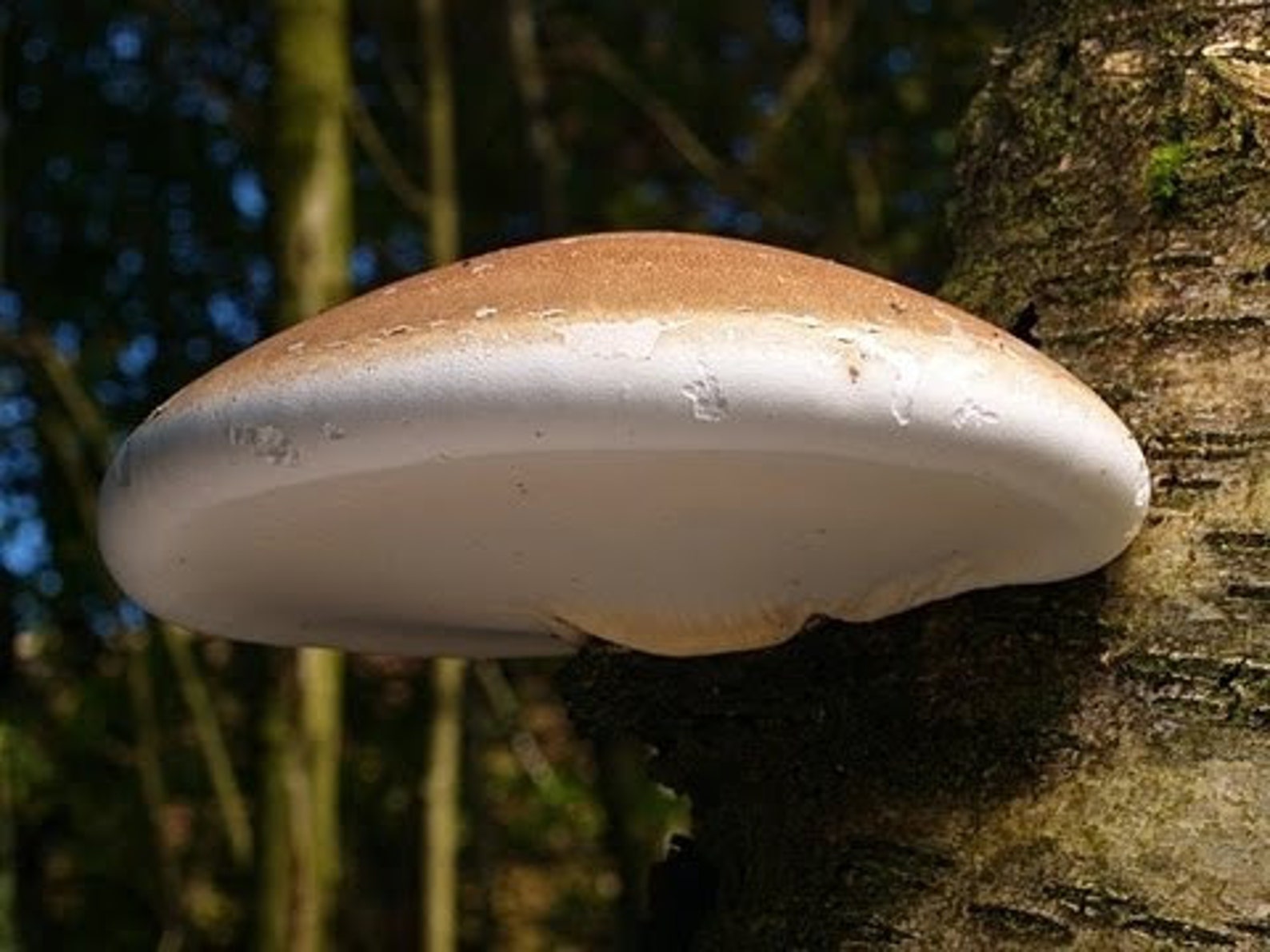 Birch Polypore Medicinal Mushroom Tincture Fomitopsis Etsy