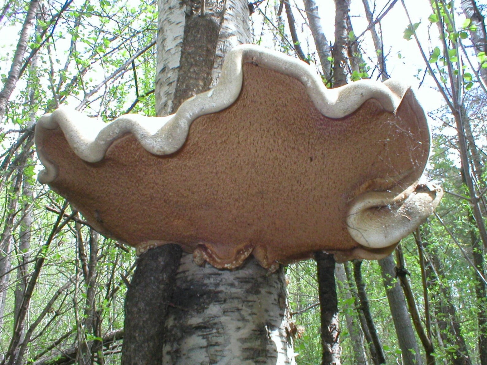 Birch Polypore Medicinal Mushroom Tincture Fomitopsis Etsy
