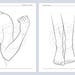 Naturally Curvy Printable Plus Size Fashion Template,fashion ...