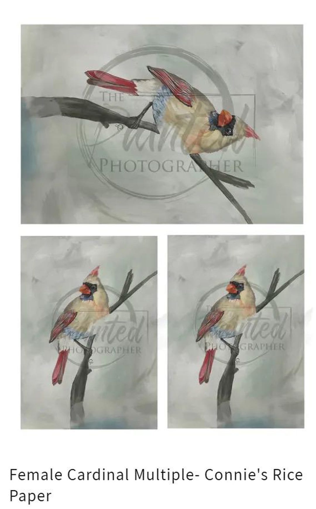 Female Cardinal Multiple – Connie Lines and Designs Rice Paper - Etsy