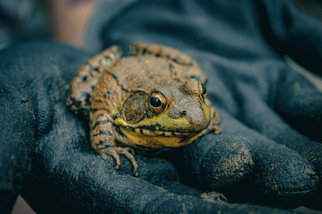 Frog in Hands – Nature Wildlife Photography Print | Digital Download ...