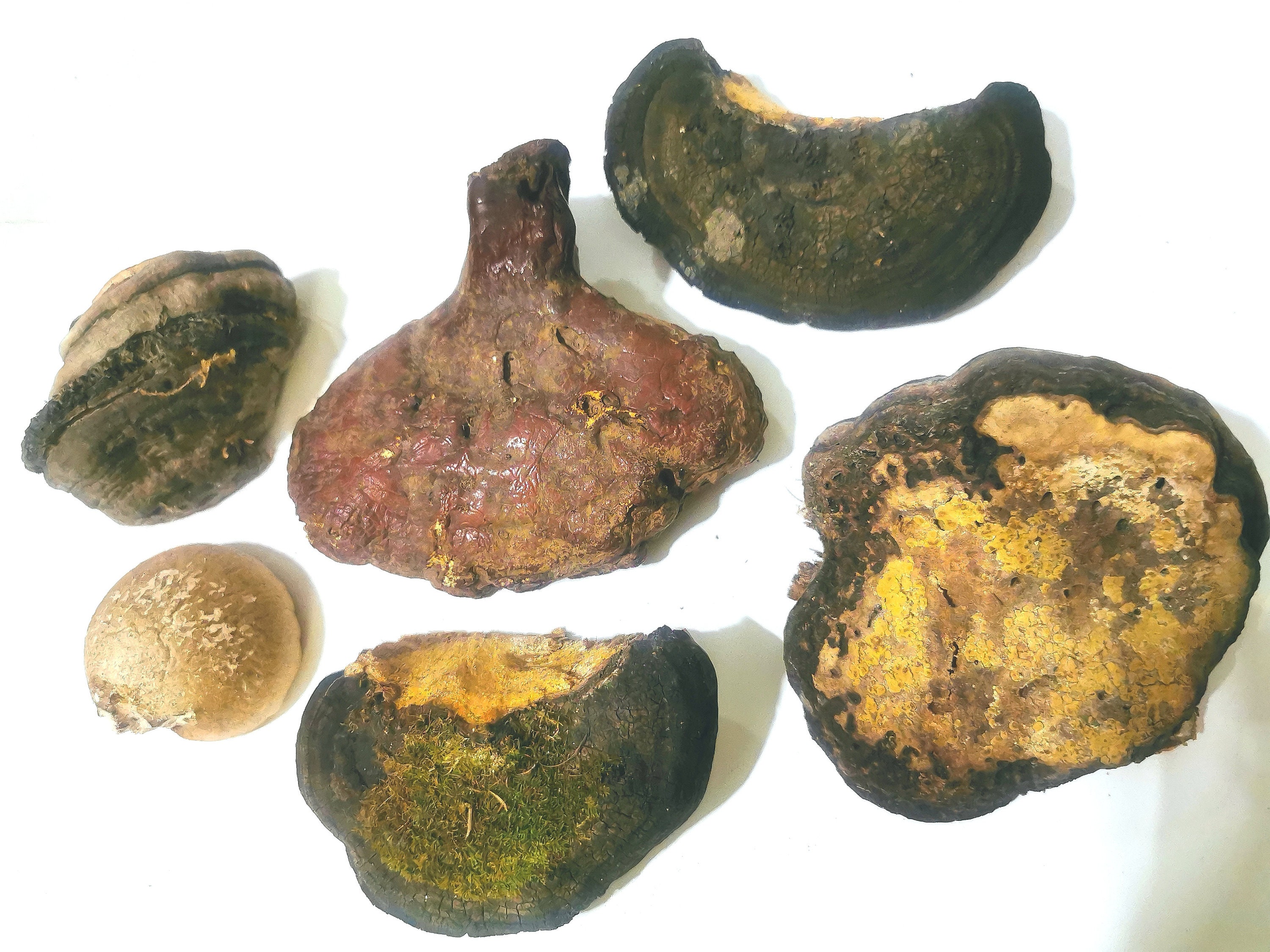 Conk Tree Mushroom, Shelf Mushroom, Tree Fungi, 223 - Etsy