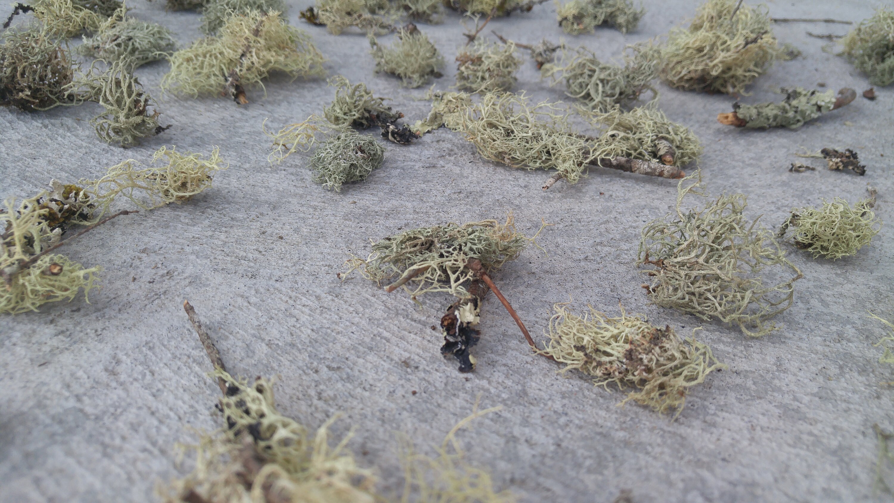 Lichen moss, grey moss, silver moss, natural moss, nature craft ...