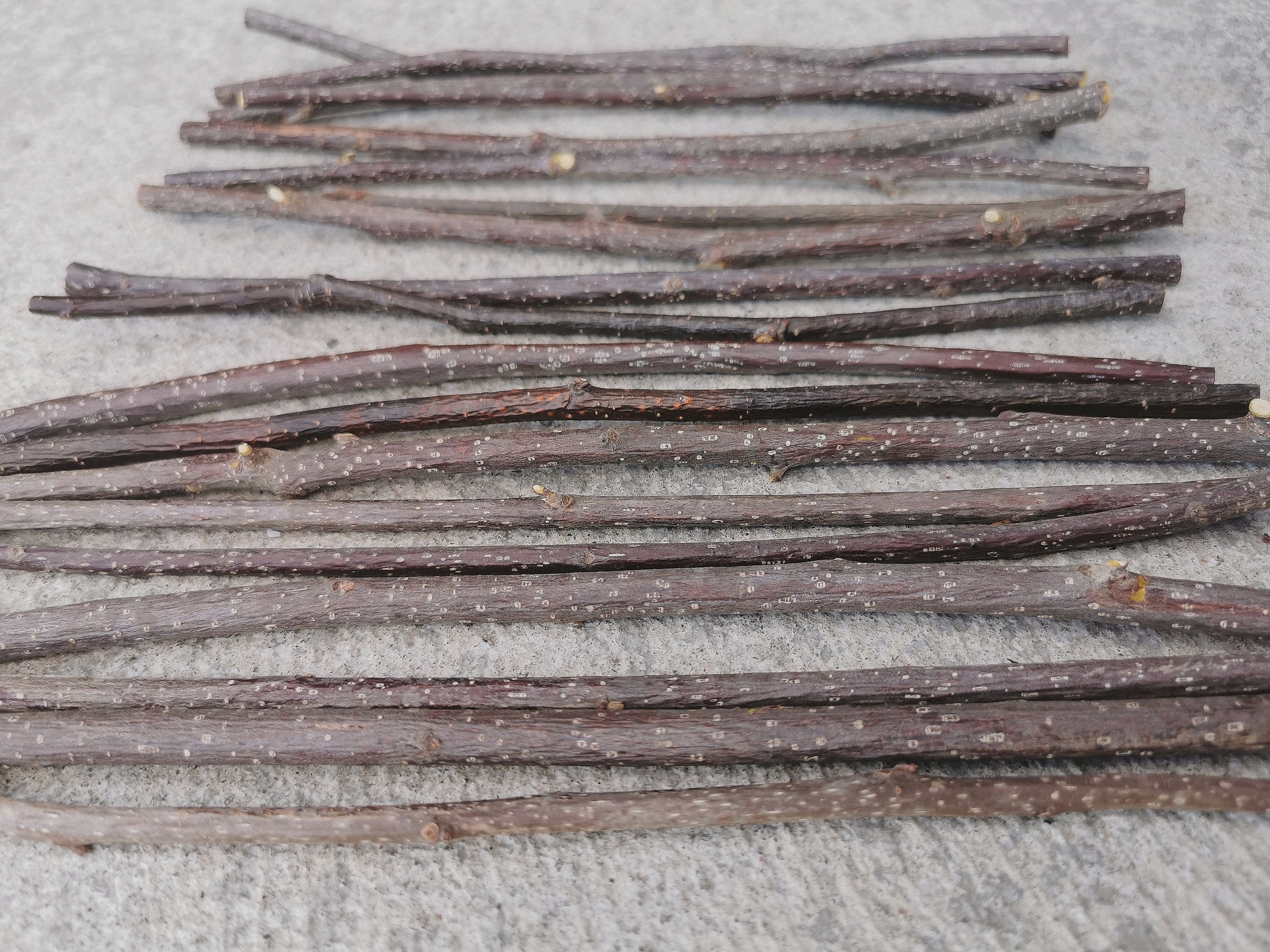 Alder Tree Sticks, Craft Sticks and Branches, Twig Craft Supplies ...