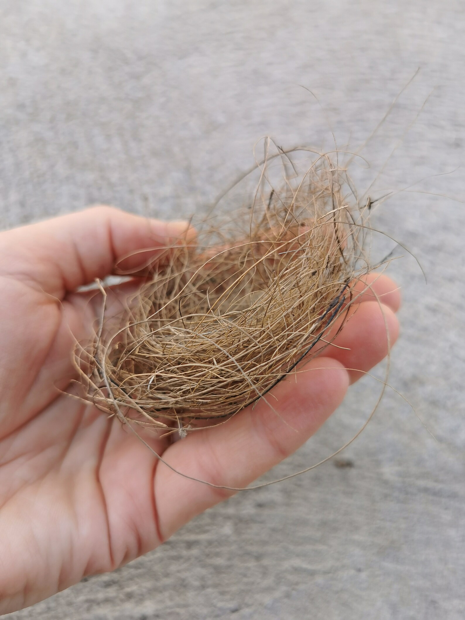 Real Bird's Nest, Natural Bird Nest - Etsy