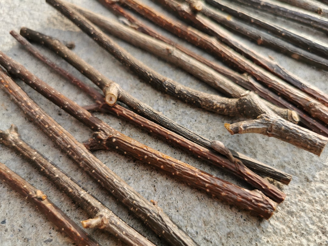 Alder Tree Sticks, Craft Sticks and Branches, Twig Craft Supplies ...