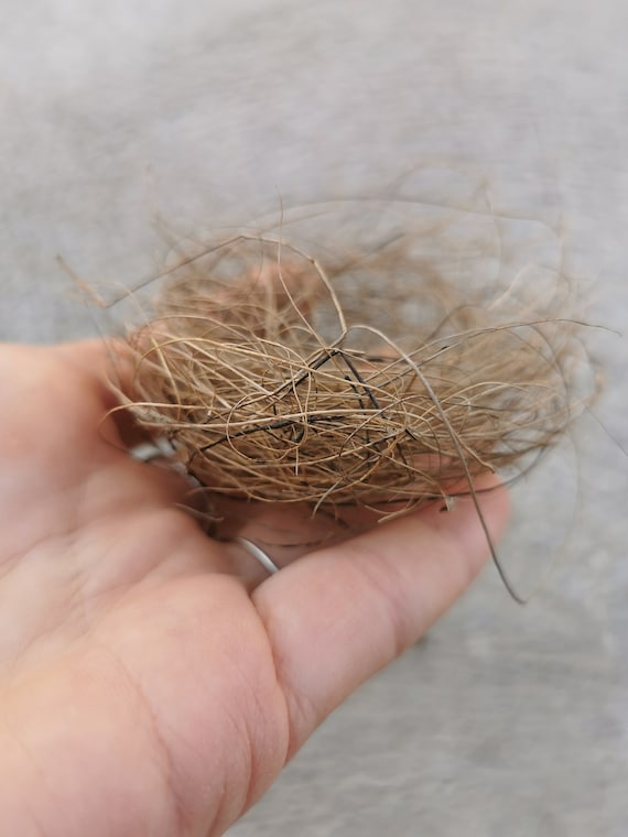 Real Bird's Nest Natural Bird Nest - Etsy