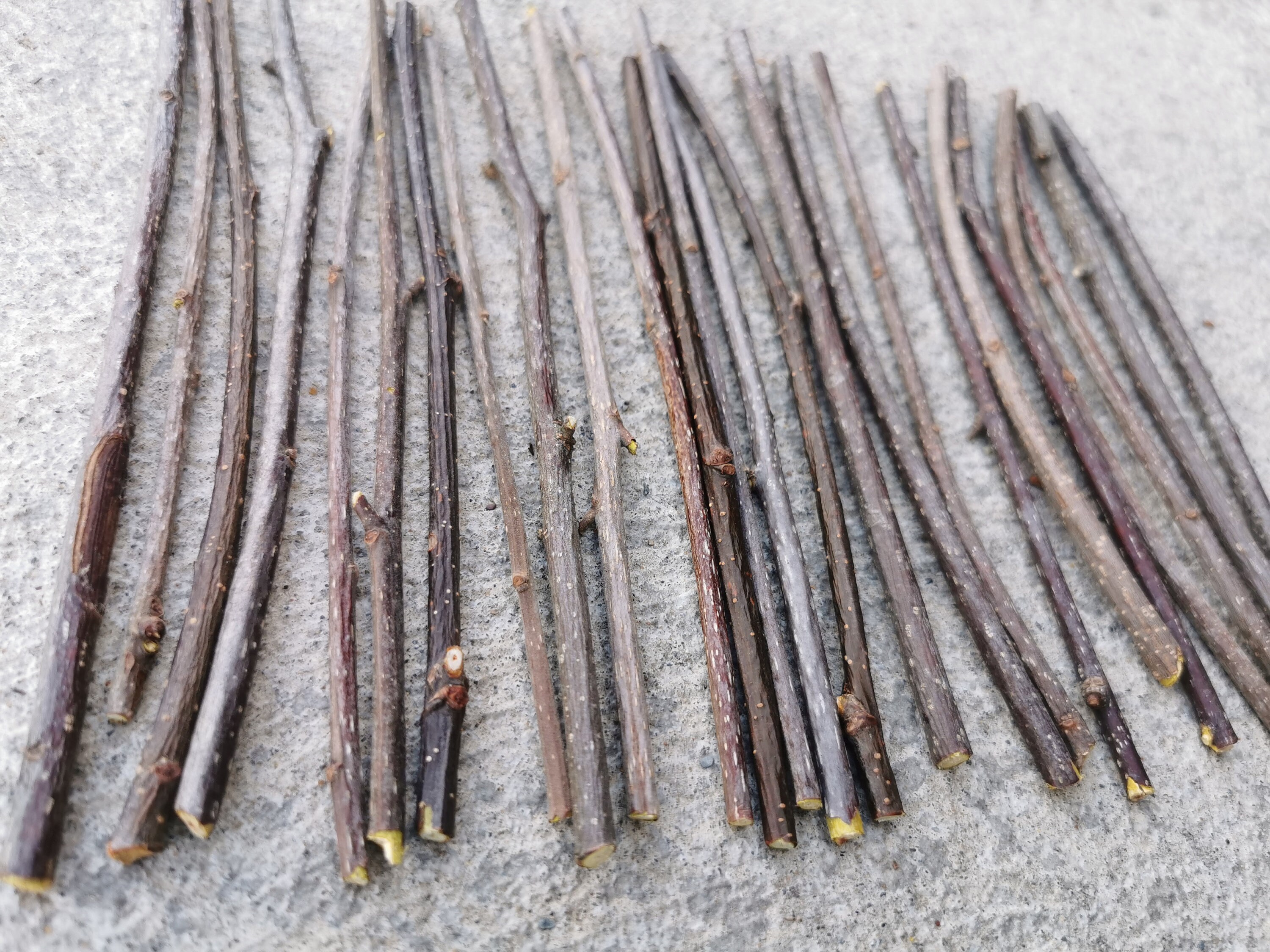 Wood Home Improvement Home & Living twig craft supplies Alder tree ...