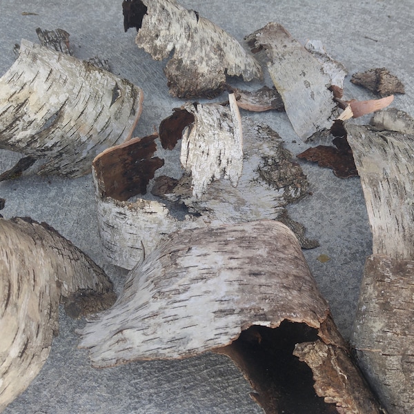 Birch Bark Strips - Etsy