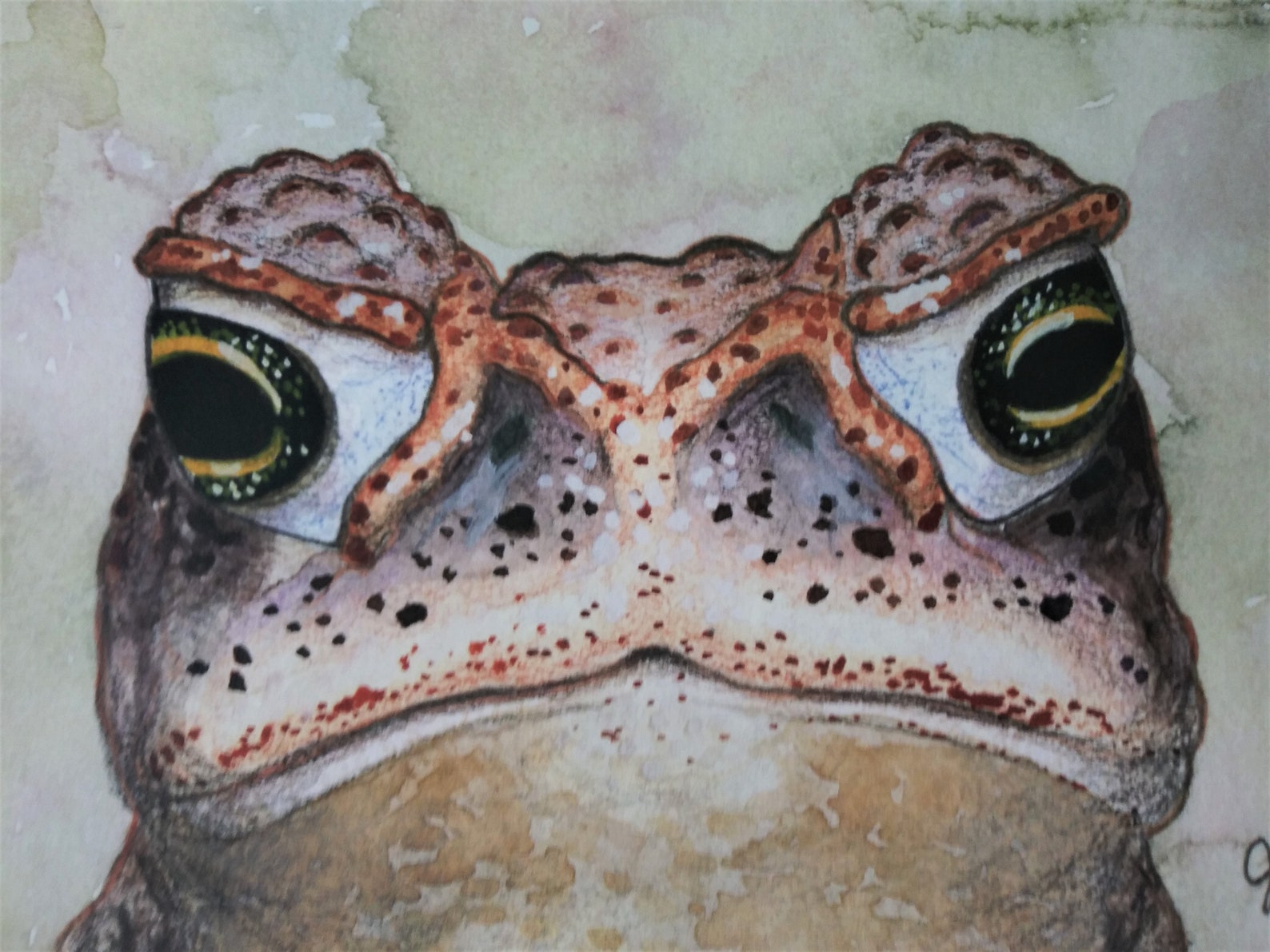 Watercolor Print Portrait of a Toad Art Print Fine Art - Etsy