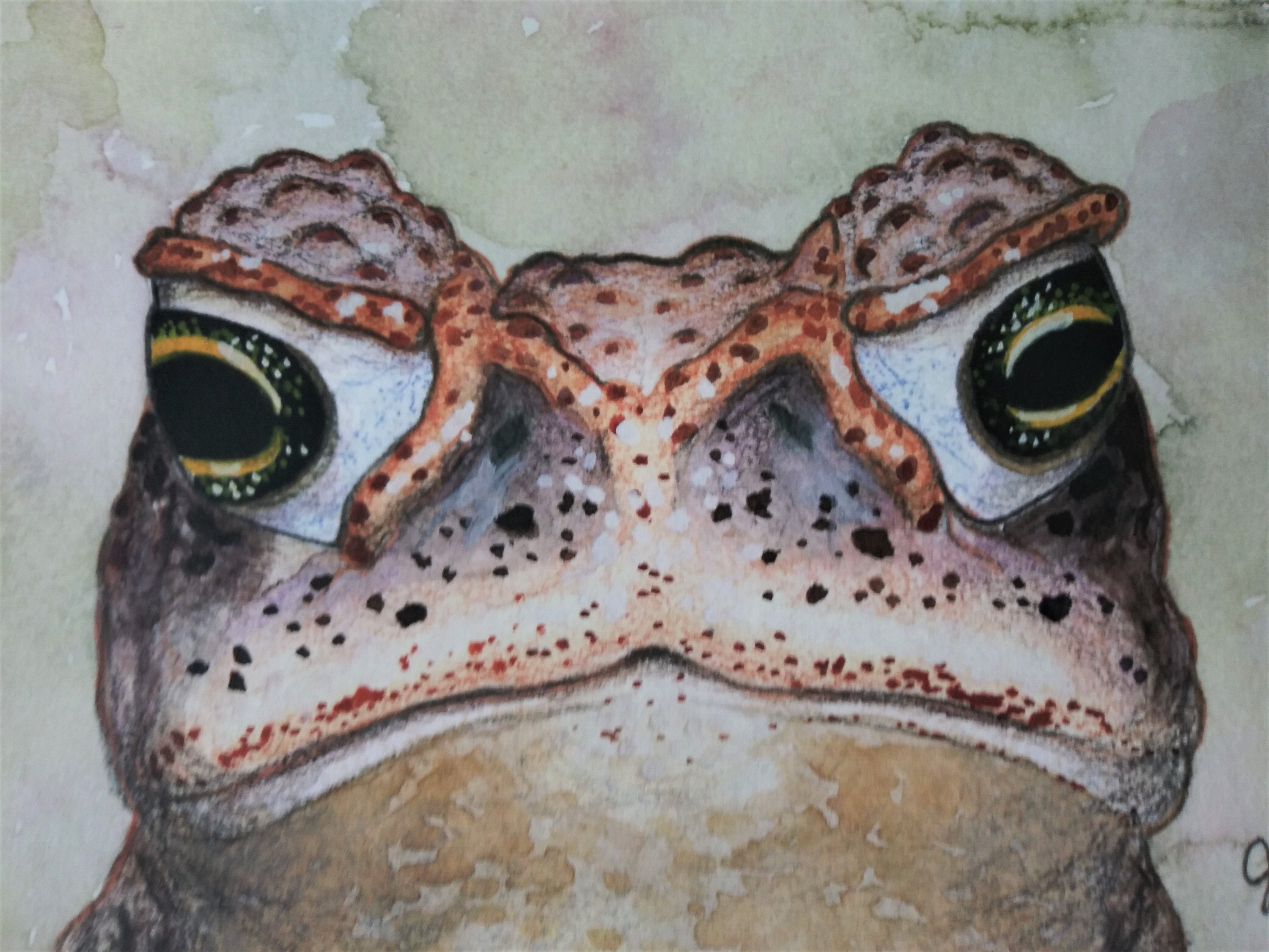 Watercolor Print, Portrait of a Toad, Art Print, Fine Art Print ...