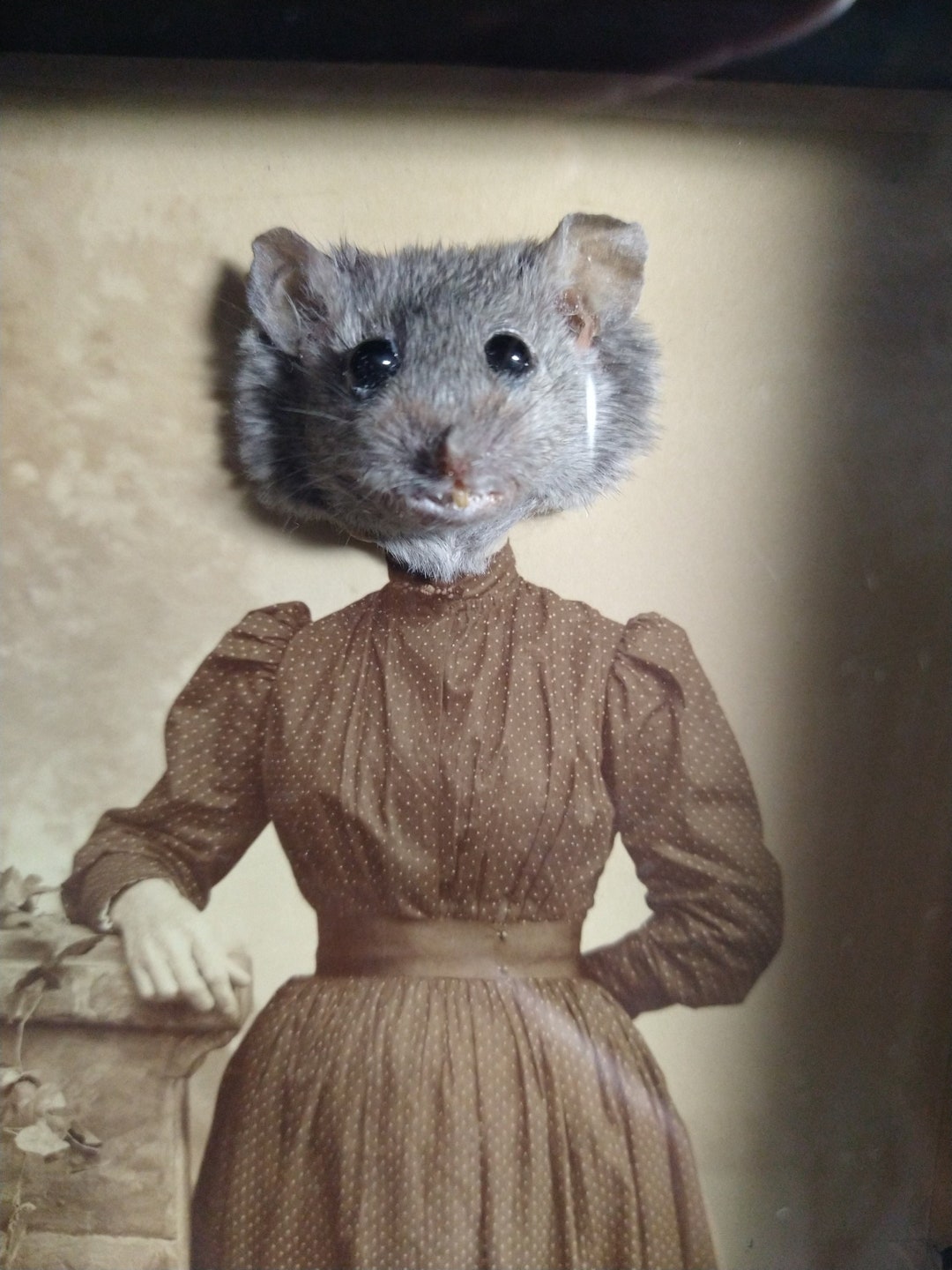 Taxidermy Mouse Taxidermy Mouse Art Oddity Wall Decor - Etsy