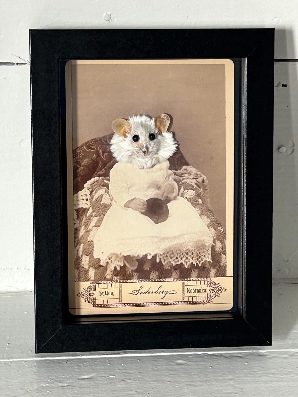 Taxidermy Art, Taxidermy Shadow Box Art, Taxidermy Mouse, Taxidermy ...