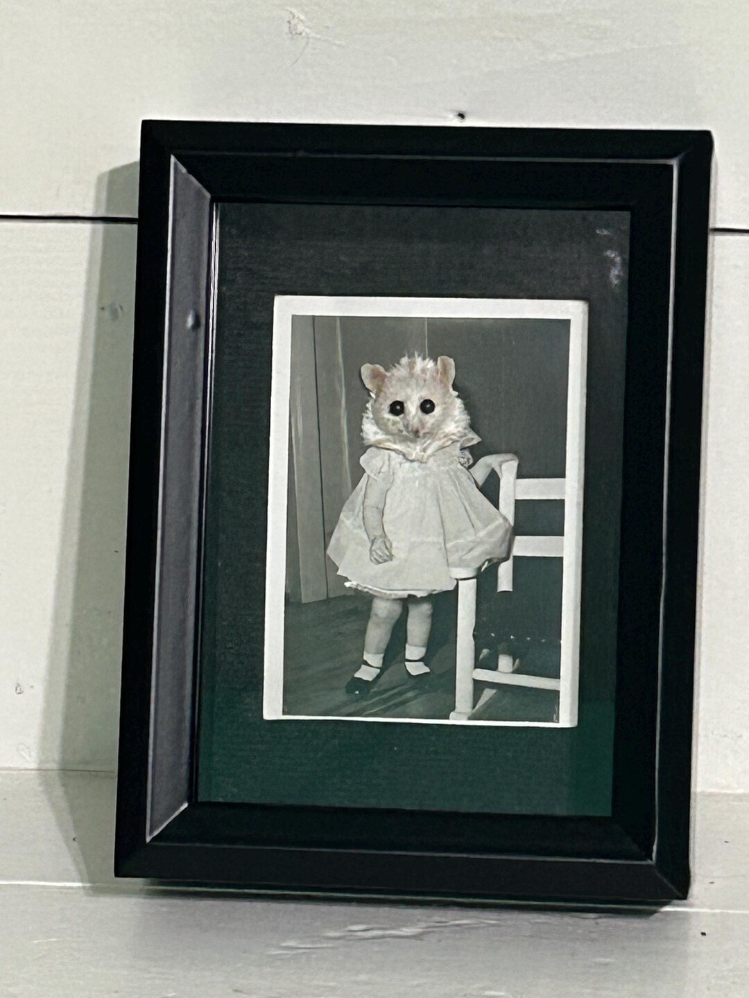 Victorian Taxidermy Shadow Box, Framed Art, Oddity, Curiosity ...