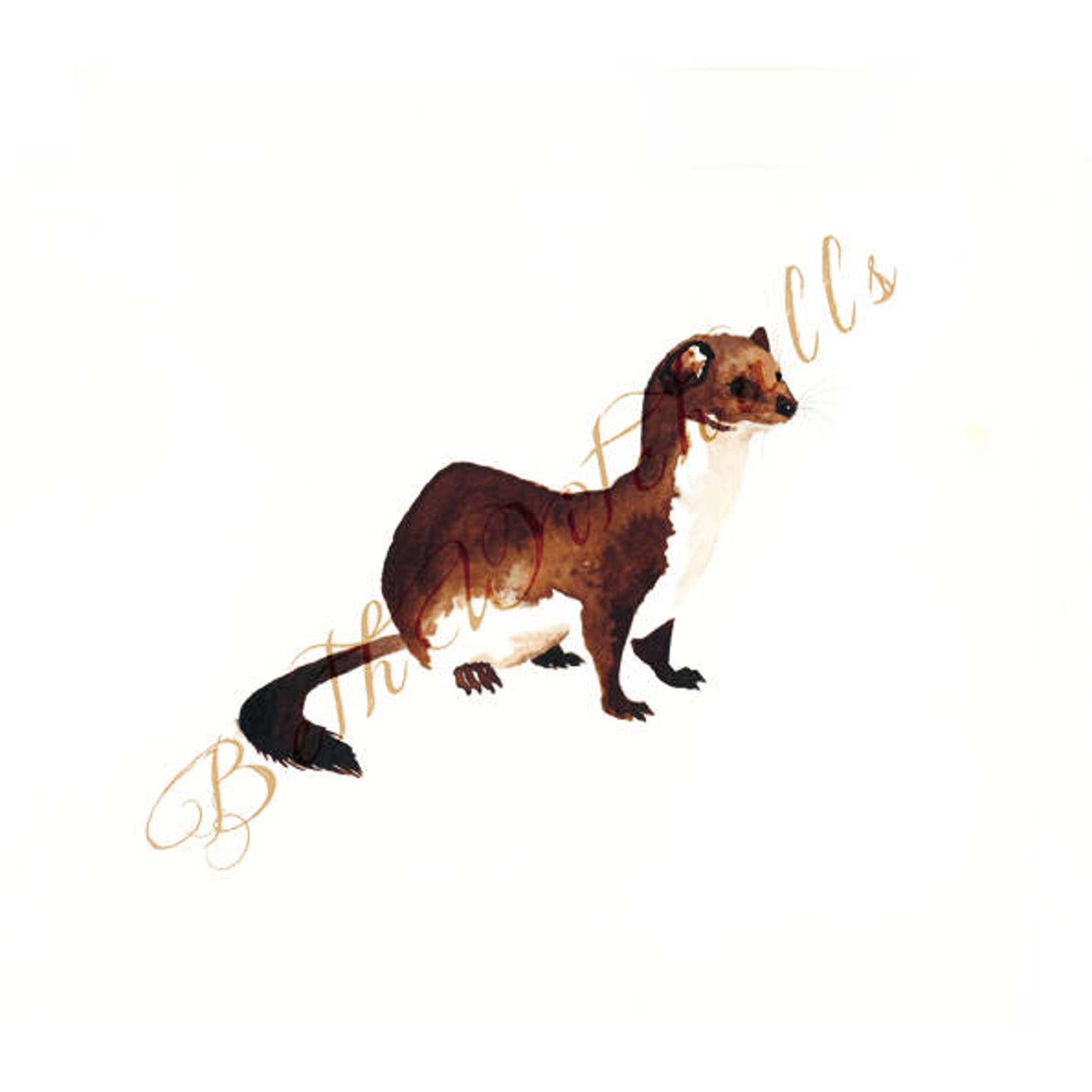 Stoat Painting, Stoat Print, Stoat Art, Stoat Ink Painting, Stoat ...