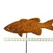 Bass Fish Garden Stake | Fish Yard Art| Fish Garden Art | Fish Lawn Art ...