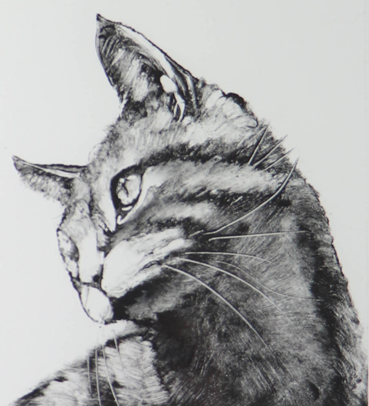 Cat Monoprint Framed, Monotype Printmaking by A. Jabore, Animal Artwork ...