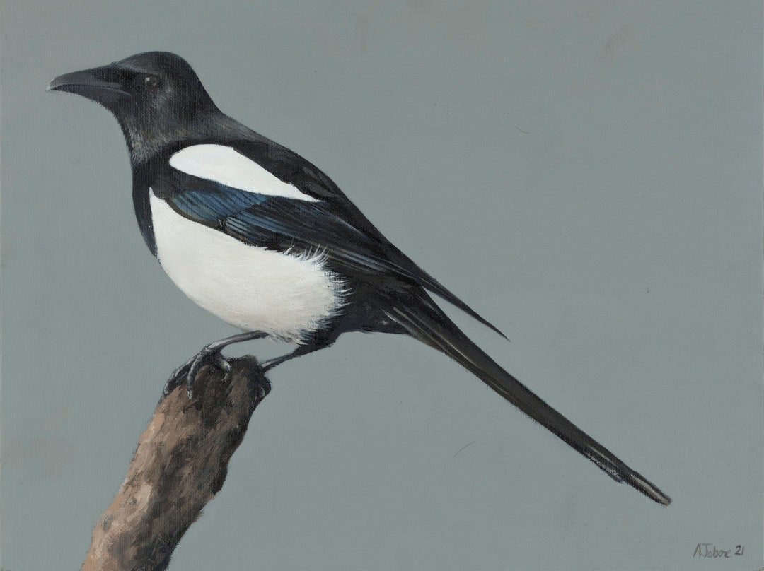 Magpie Art Print, Bird Illustration, Mounted Giclée Fine Art - Etsy