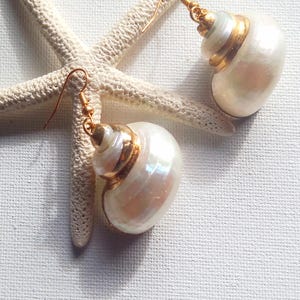 Real Shell Earrings Gold Shell Earrings Gold Plated Shell Earrings ...