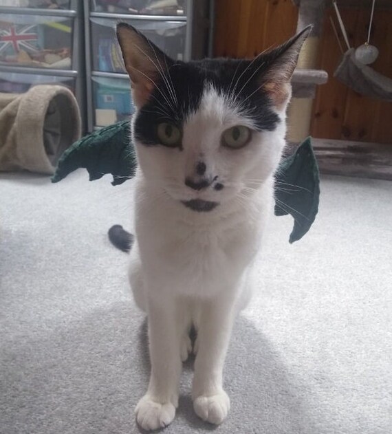Dragon Cat Costume