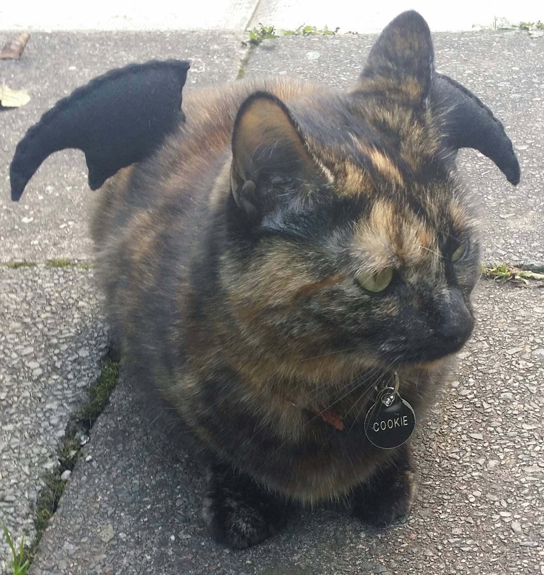 Bat Wings Cat Costume in Red Green Purple and Black - Etsy
