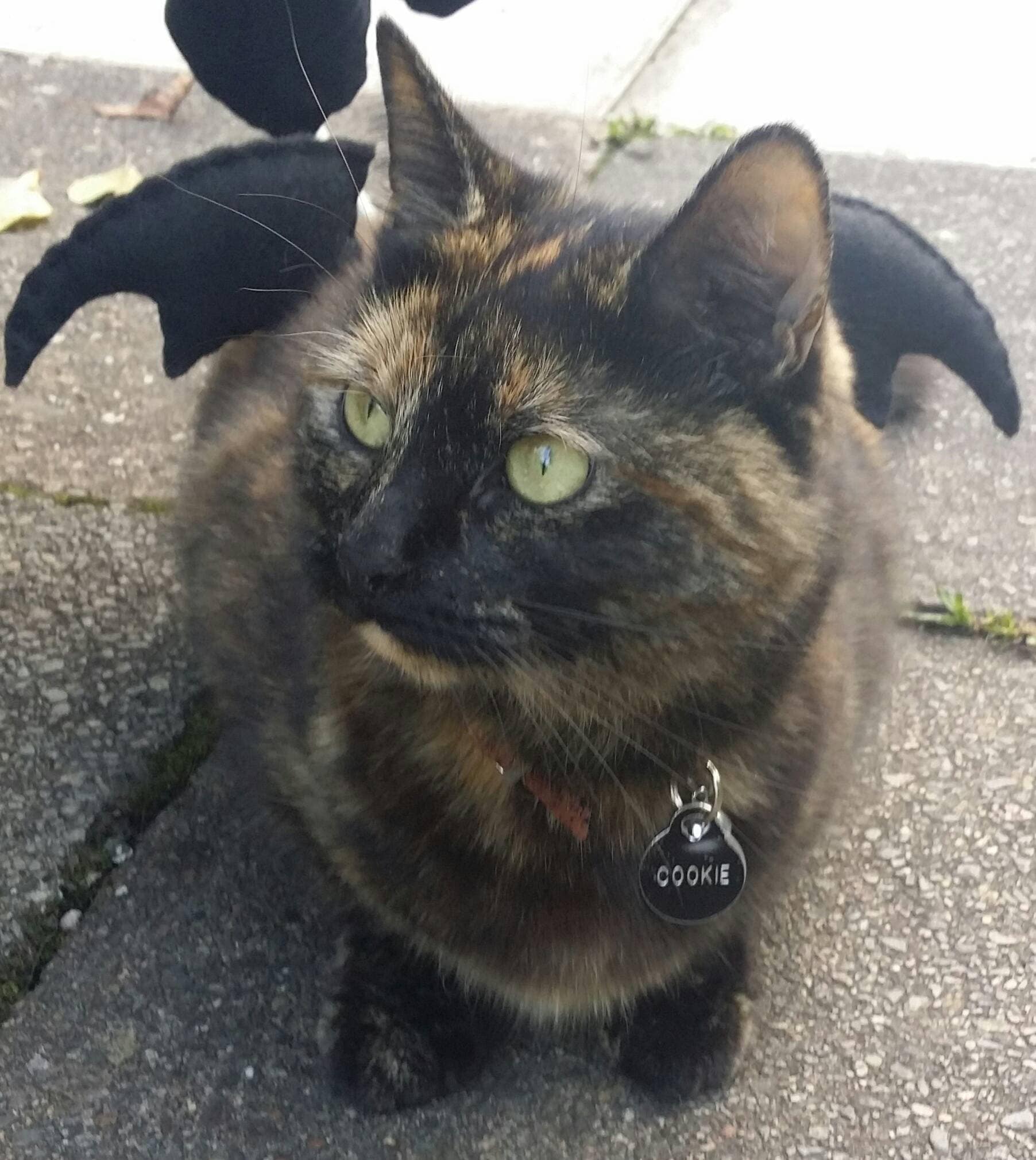 Bat Wings Cat Costume in Red Green Purple and Black - Etsy