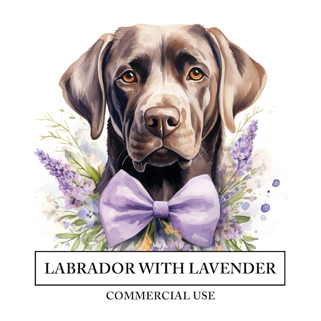 Labrador With Lavender Clipart 8 High Quality Jpgs Purple Flower ...