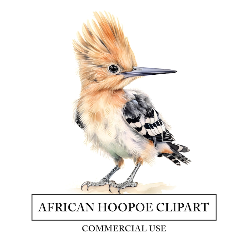 African Hoopoe Clipart 12 High Quality Jpgs Beautiful Bird Watercolor Art Craft Digital Design ...