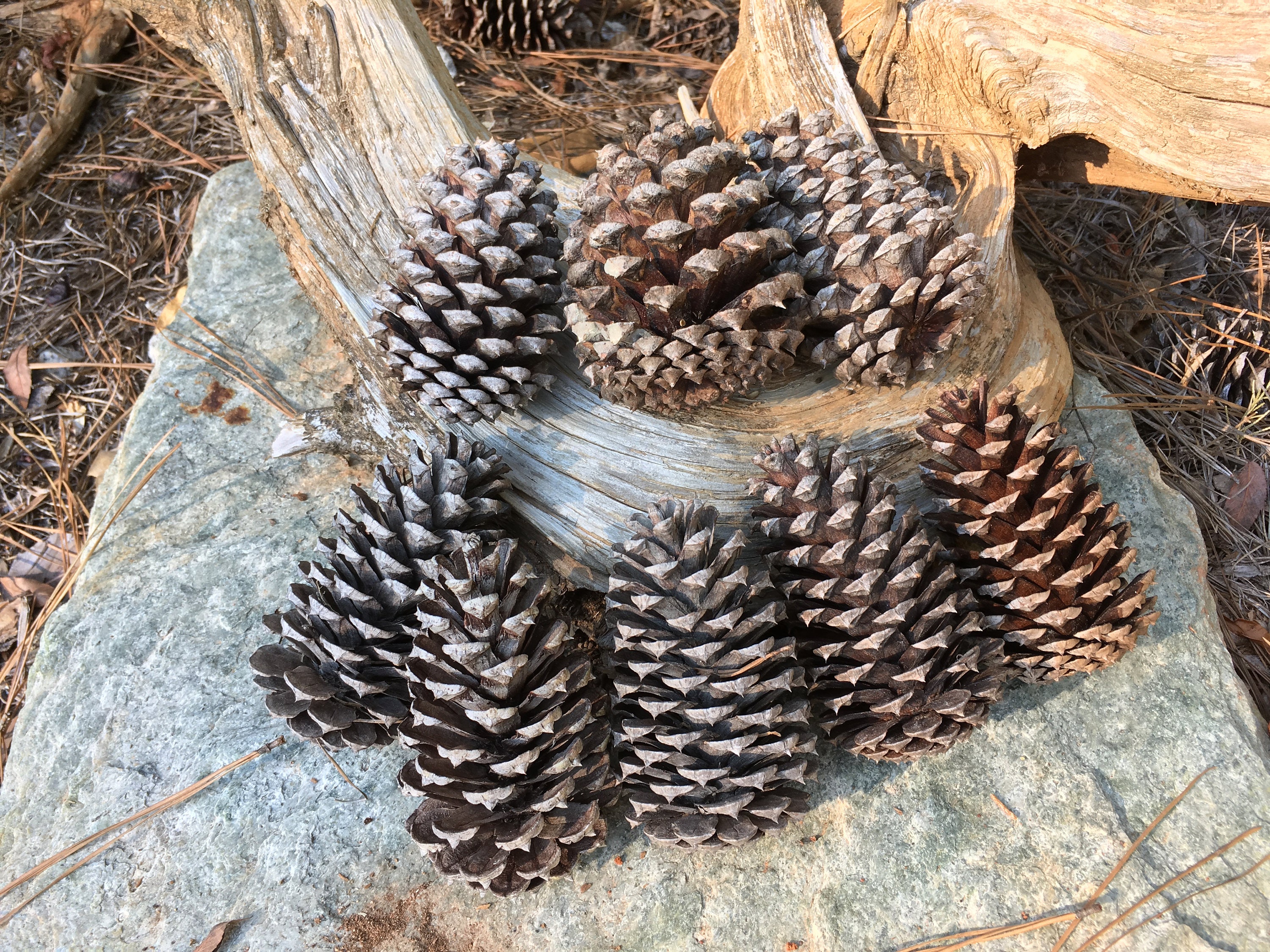 3 1/2 inch Georgia Loblolly Pine Cones (53 QTY)