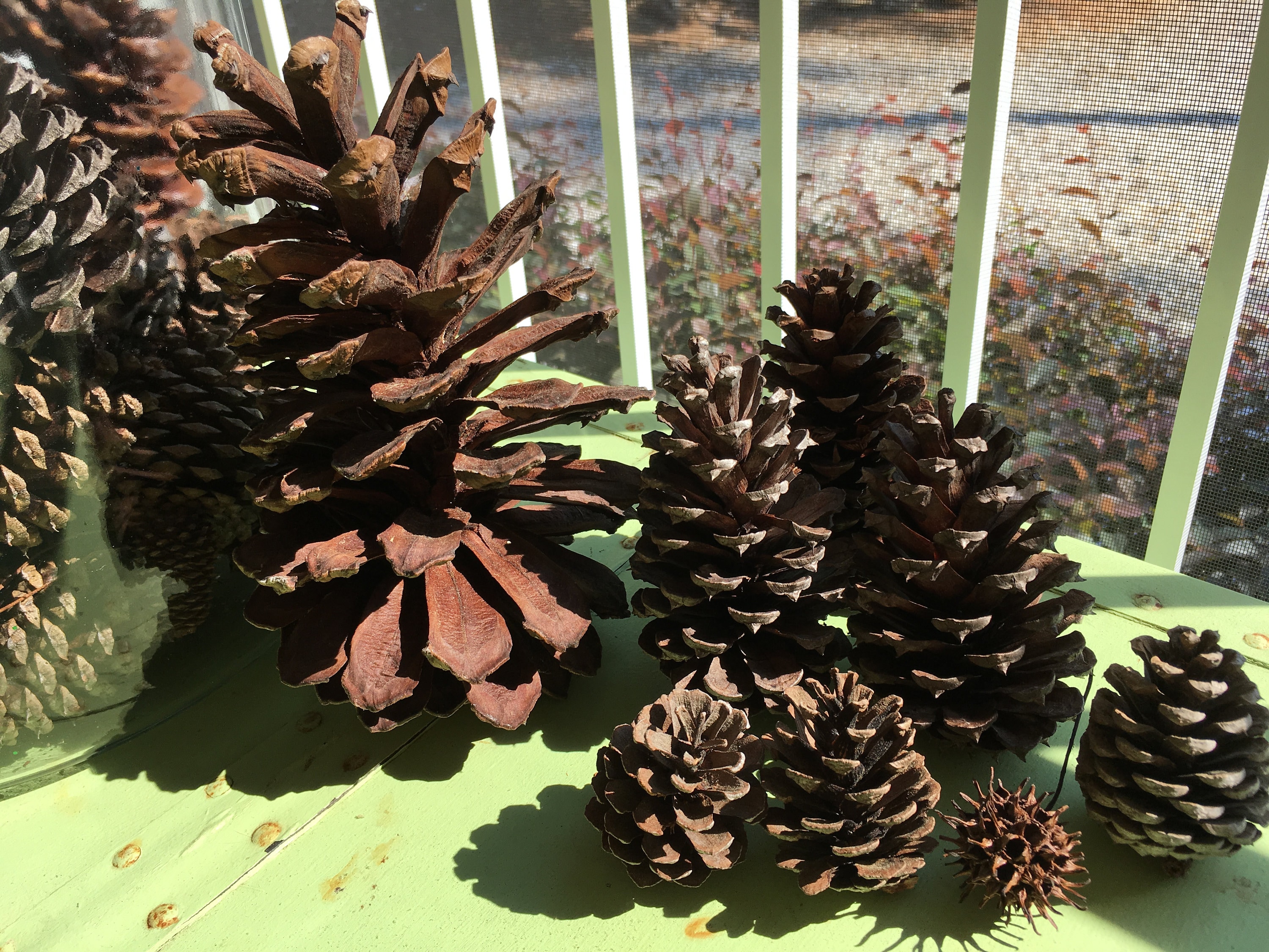 5 inch Georgia Pine Cones (16 QTY)