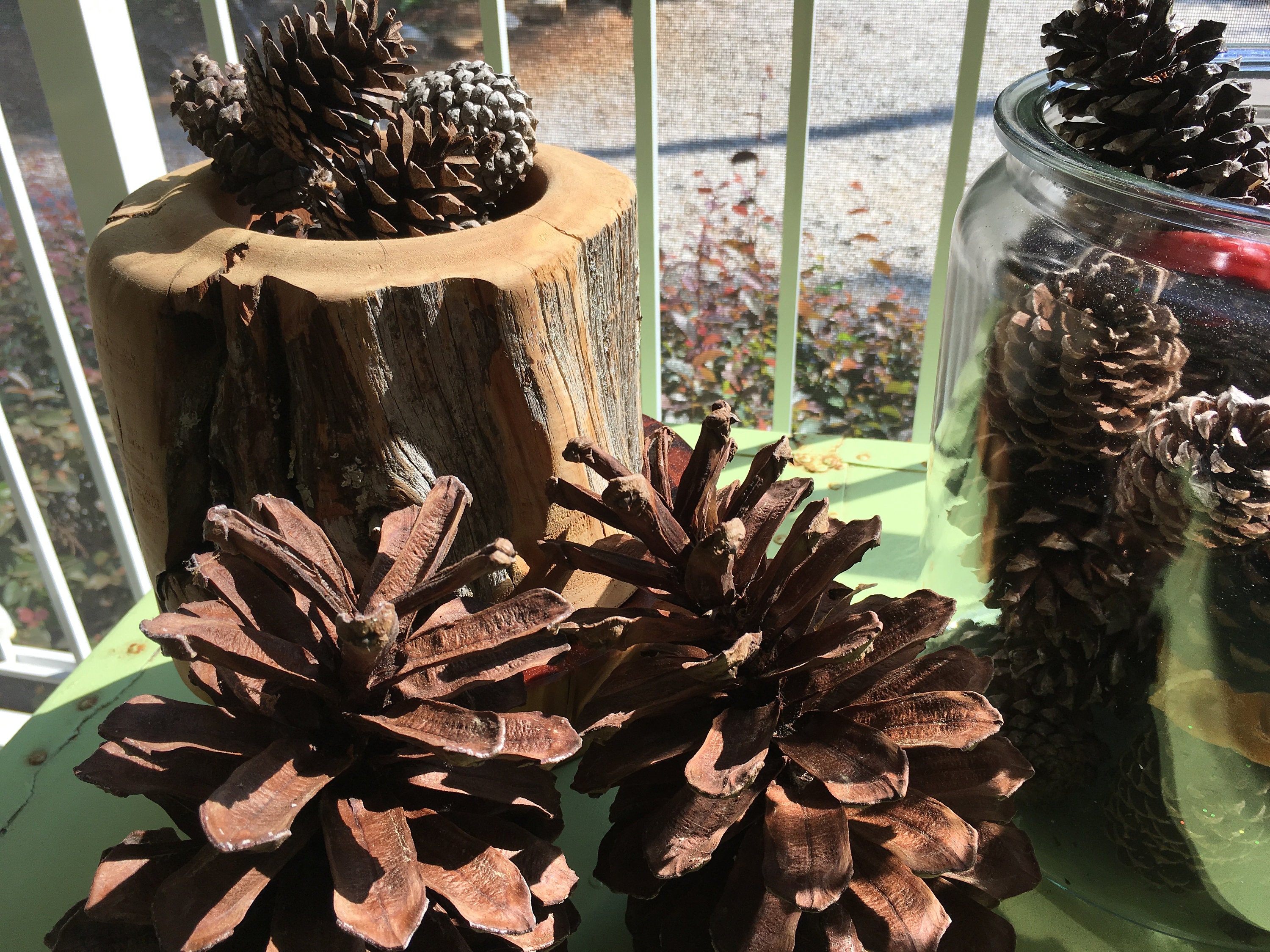 5 inch Georgia Pine Cones (16 QTY)
