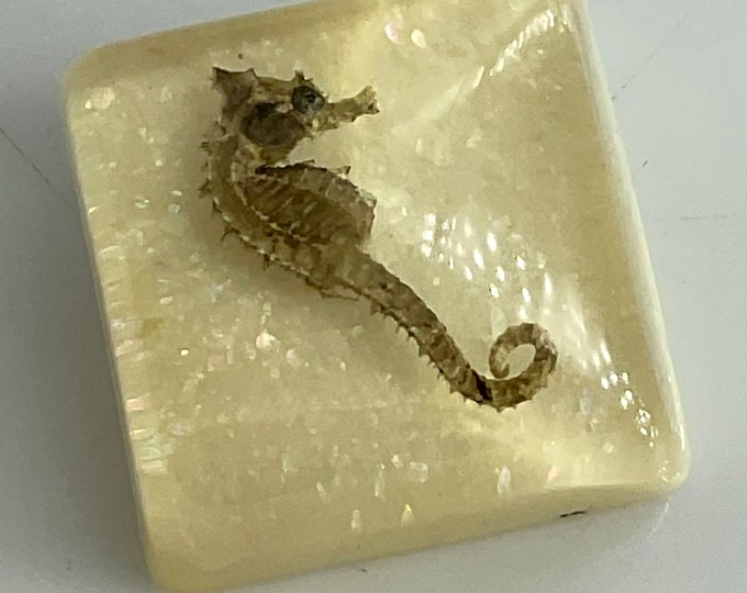 Seahorse Vintage Resin Paperweight Button Animal Novelty Square Shape ...