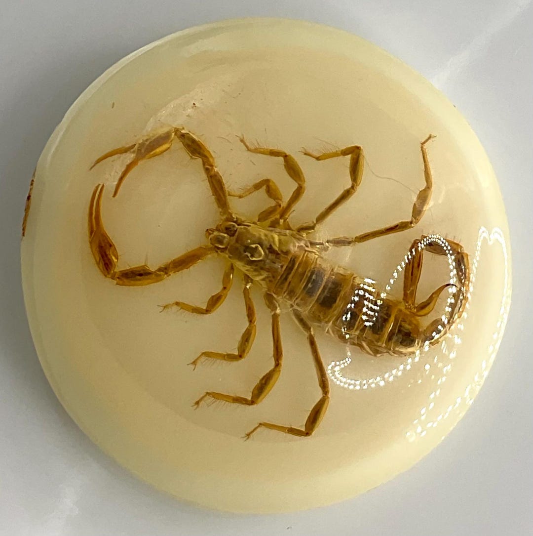 Large Frightful Scorpion Preserved in Resin Vintage Button Arachnid ...