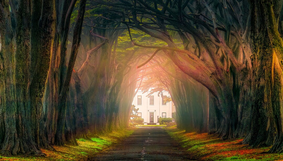 California Port Reyes National Seashore Cypress Tree Tunnel Sun Light ...
