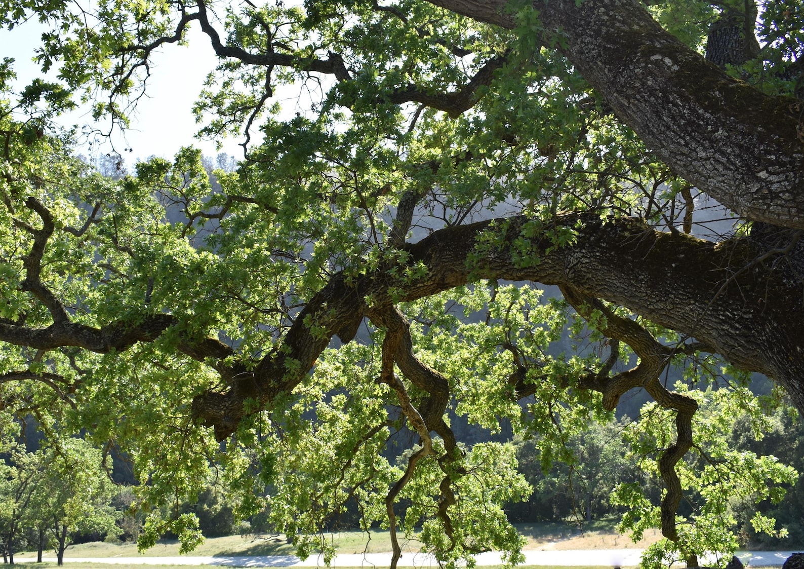California Oak Trees Photography Print: Sunol Wilderness (digital ...