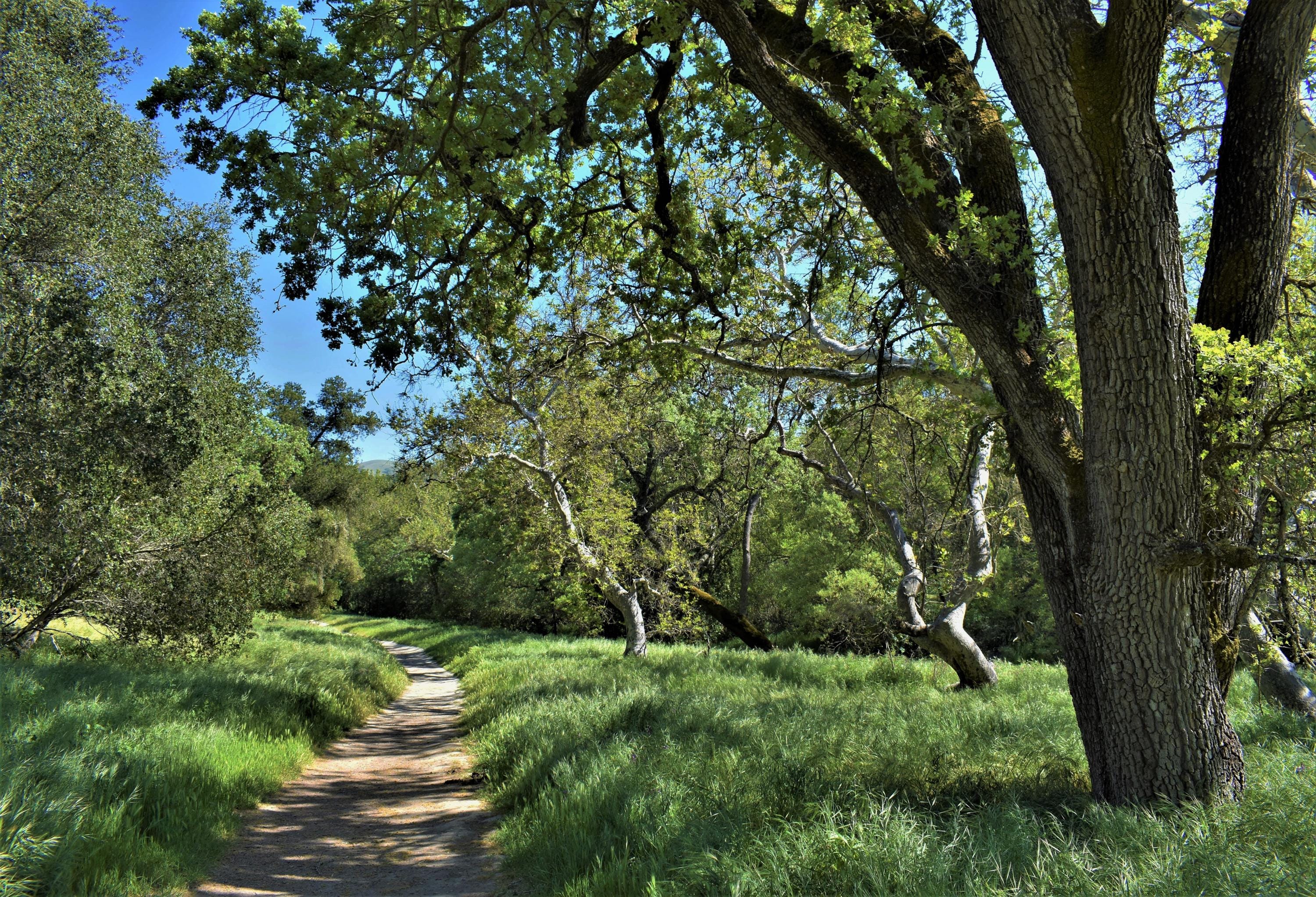 California Oak Trees Photography Print: Sunol Wilderness (digital ...