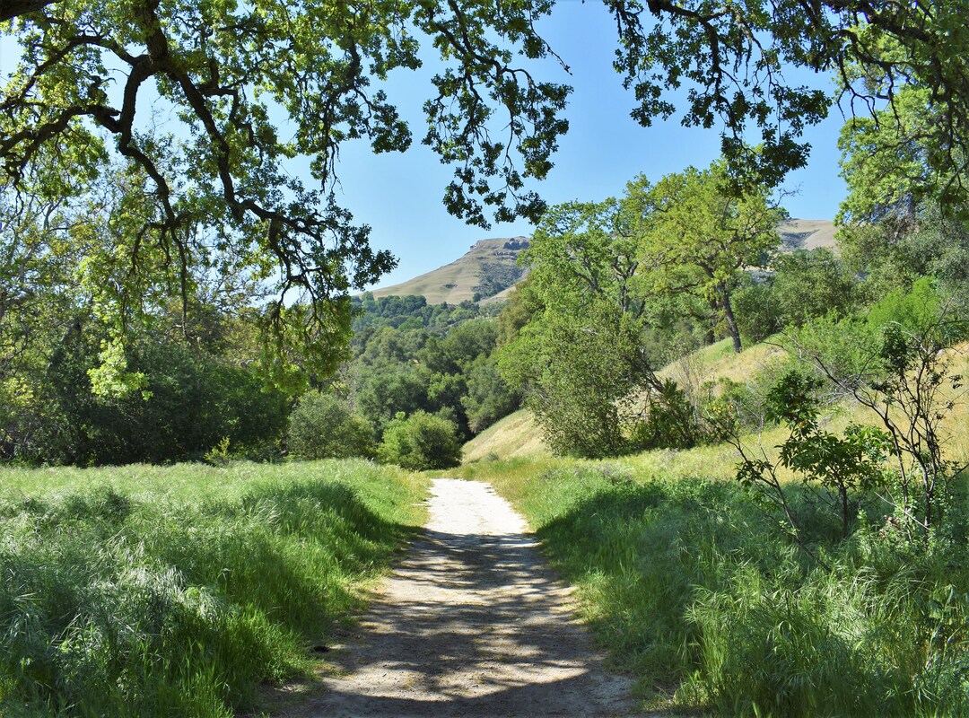 Happy Oak Treesoak Treessunol Wildernesscalifornia Oak - Etsy