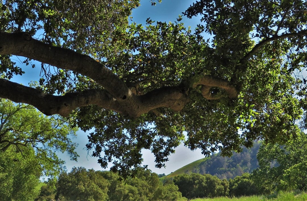 Oak Trees,made to Order,sunol Wilderness,california Oak Trees ...
