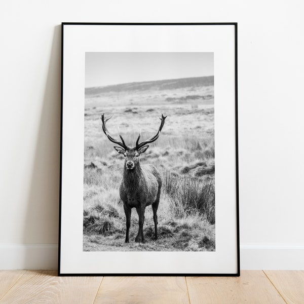 Stag Canvas Art - Etsy UK